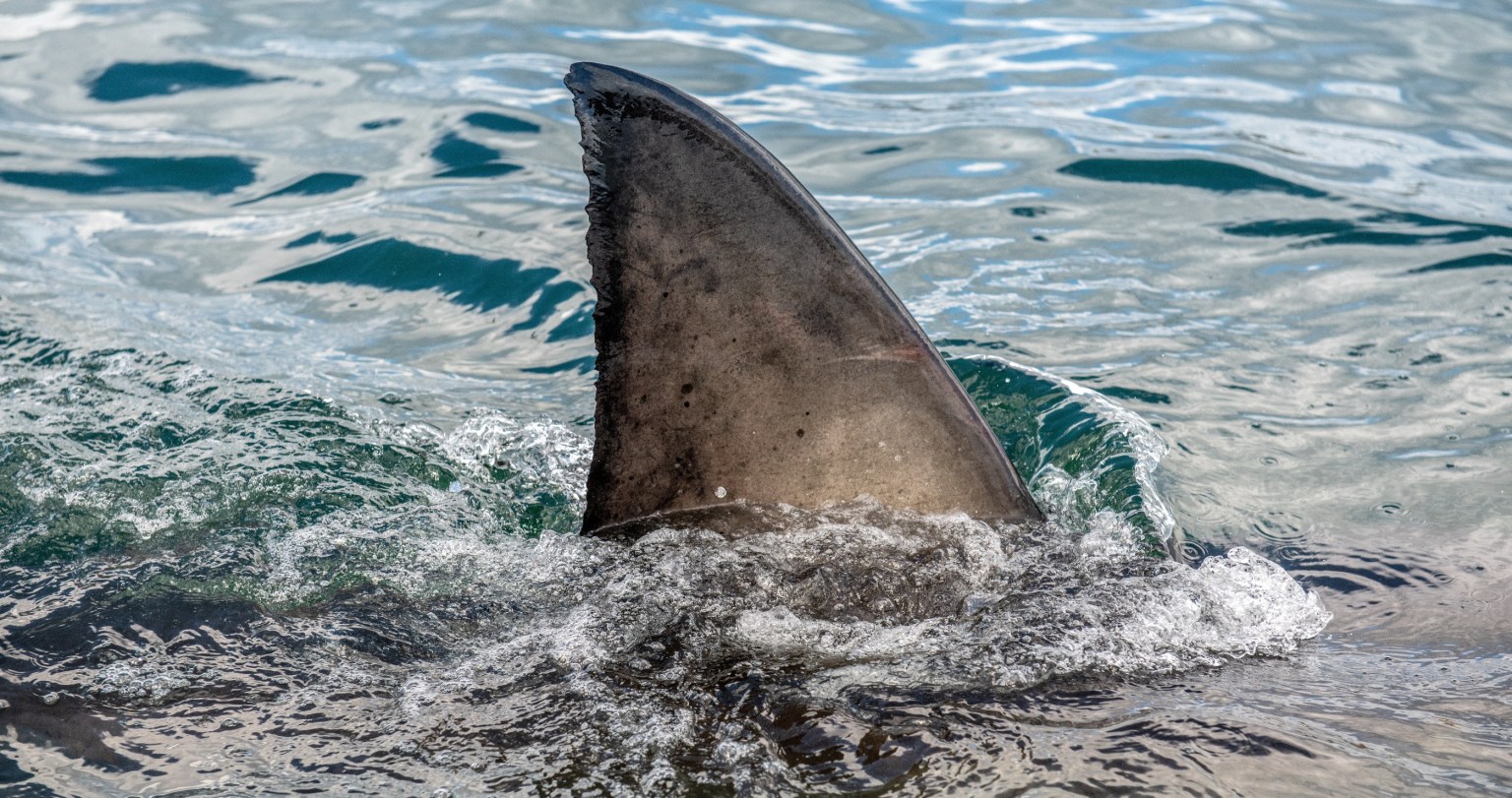 Tense Moment A Fisherman On A Kayak Encounters A Great White Shark - Wide Open Spaces