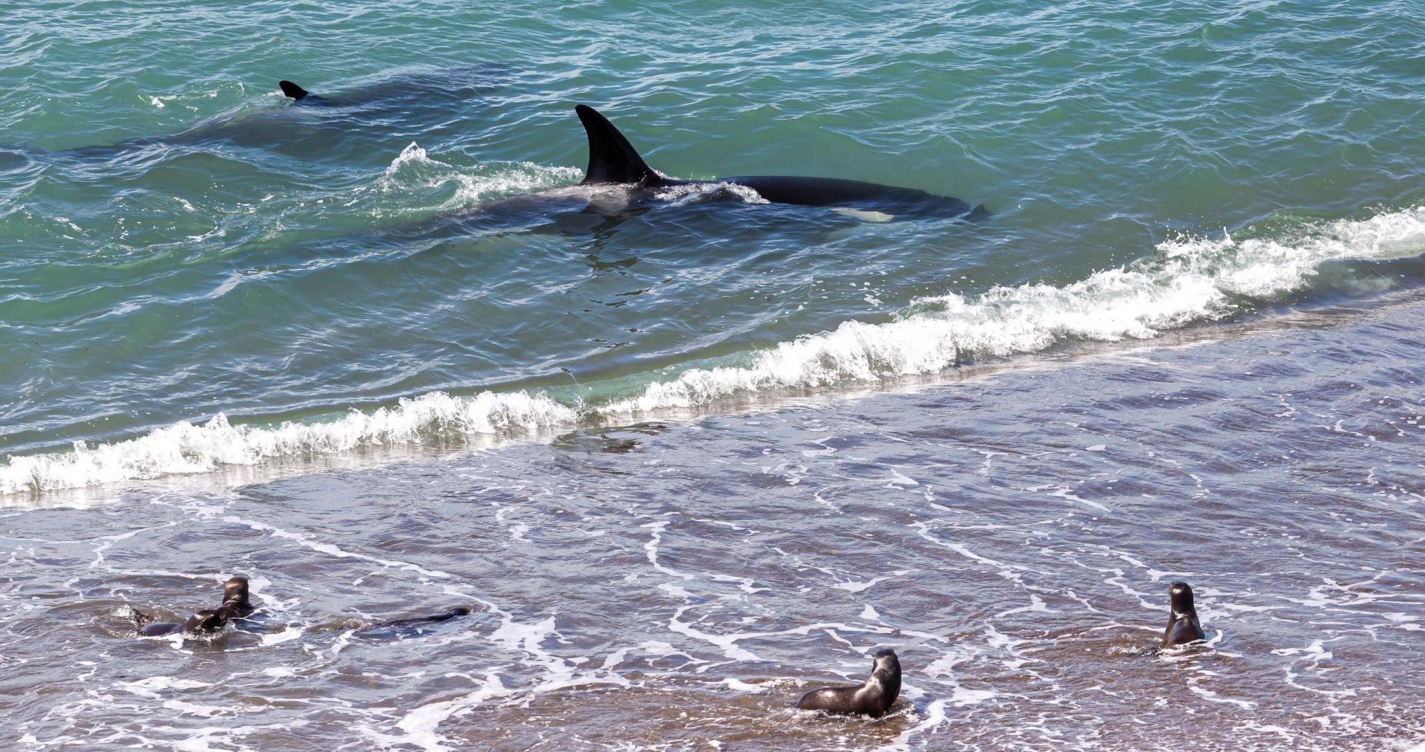 Orca Charges And Snatches Unsuspecting Sea Lion Right Off Of The Beach ...