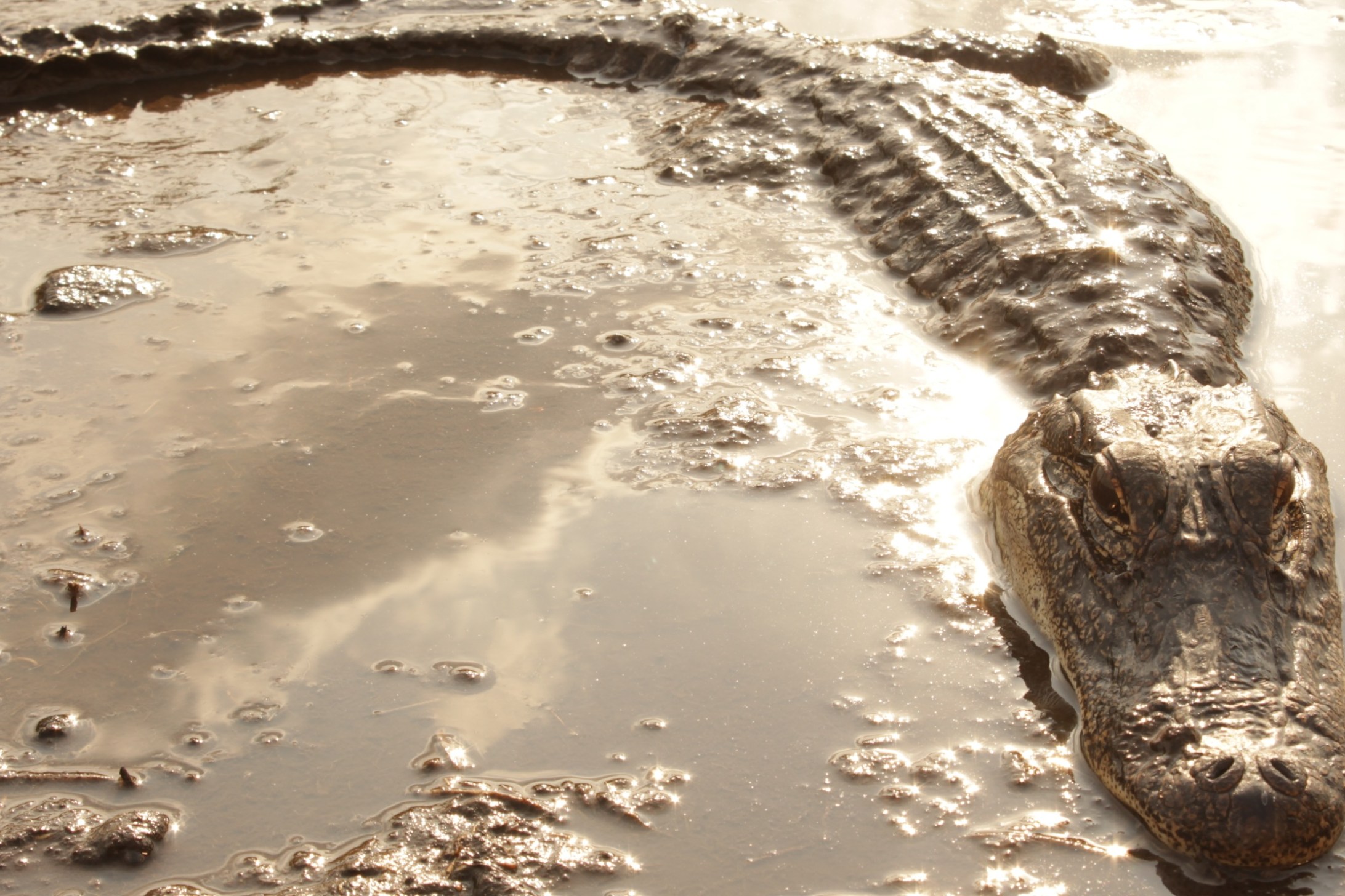 There Are Orange Alligators? Find Out What Gives These Reptiles Their ...