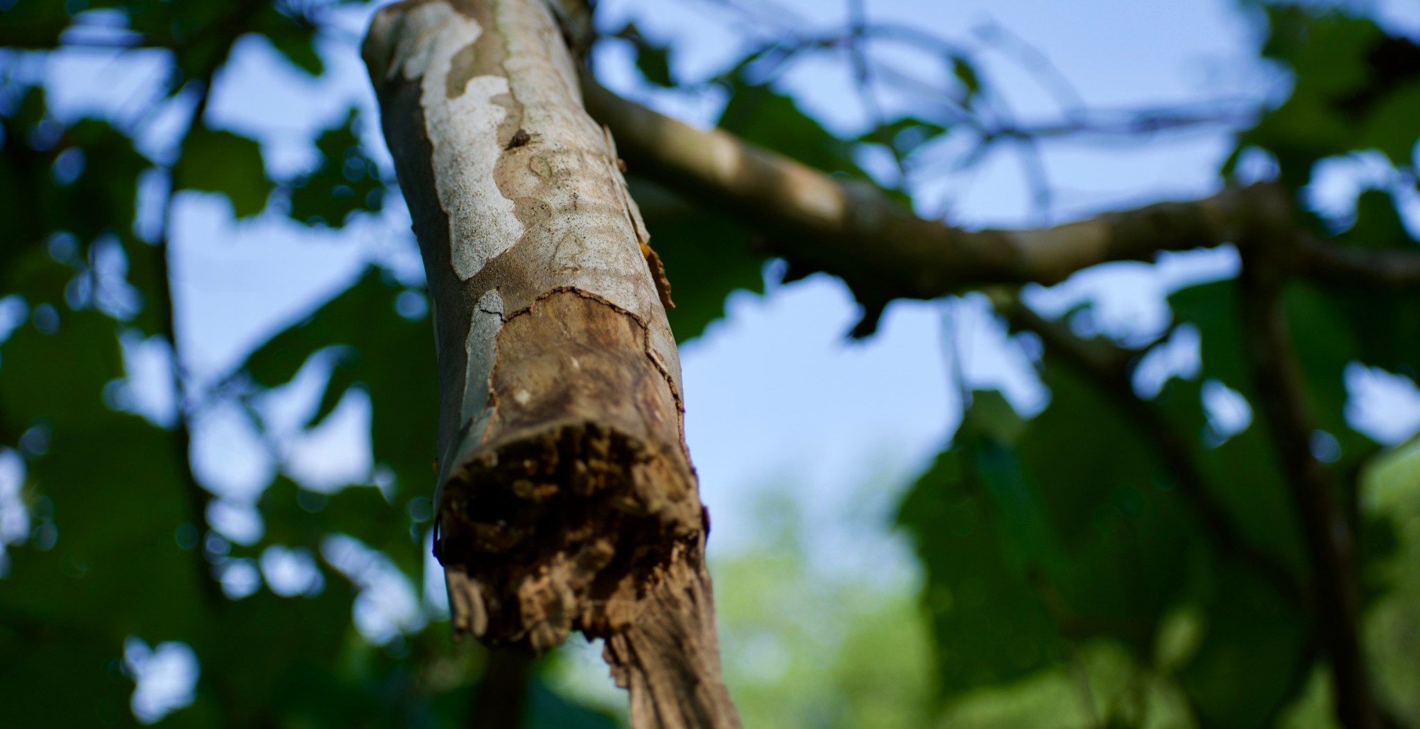 Beloved National Park Service Worker And His Wife Dies After Tree Limb ...