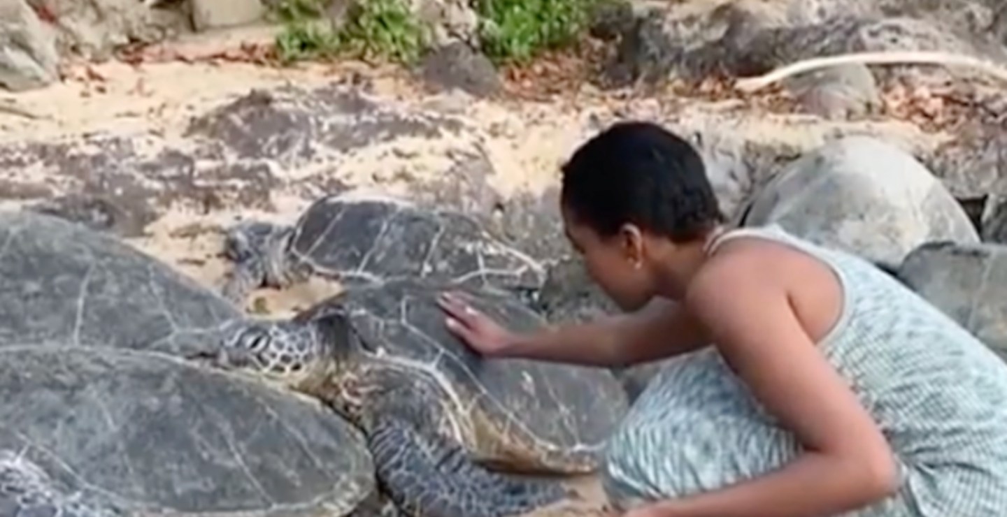 Disney Star Garners Immense Backlash After Touching Resting Sea Turtle ...