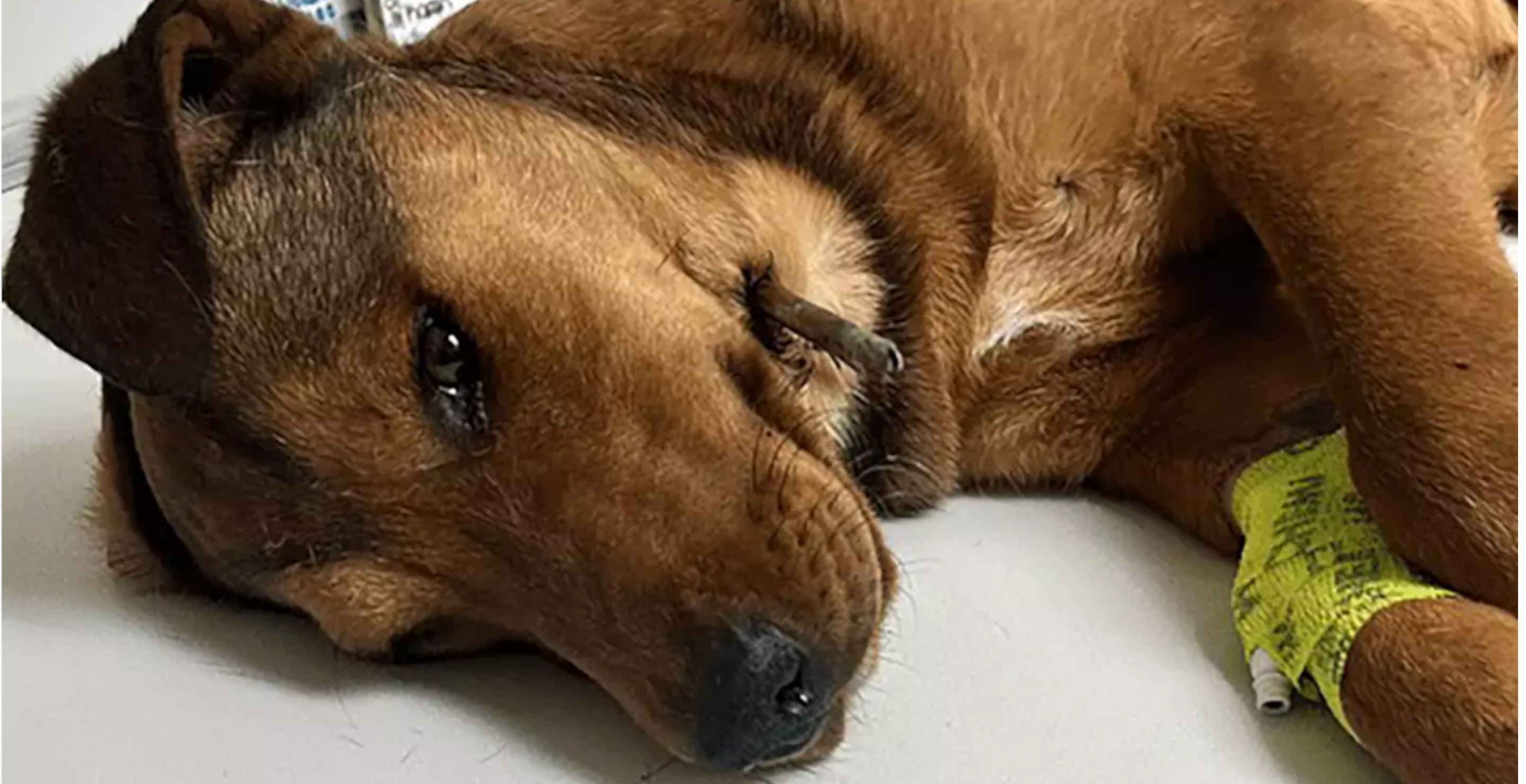 Dog Found With Arrow In Its Neck, Rescuers Fear It Was Hunted For Fun ...