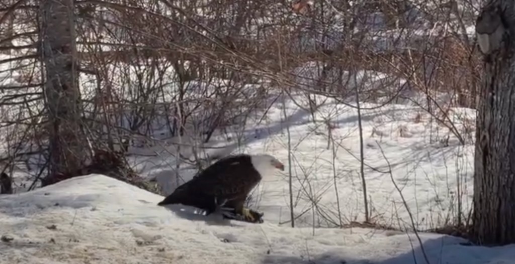 Bald Eagle Turns Meal Into A Makeshift Snowboard In Surreal Video ...