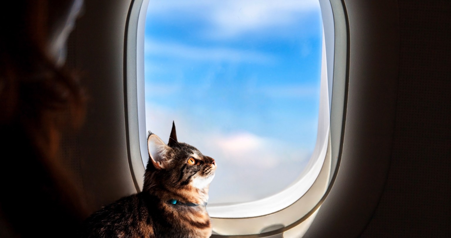 Flight Attendant Threatens To Kick Woman Off Plane If Her Cat Won't ...