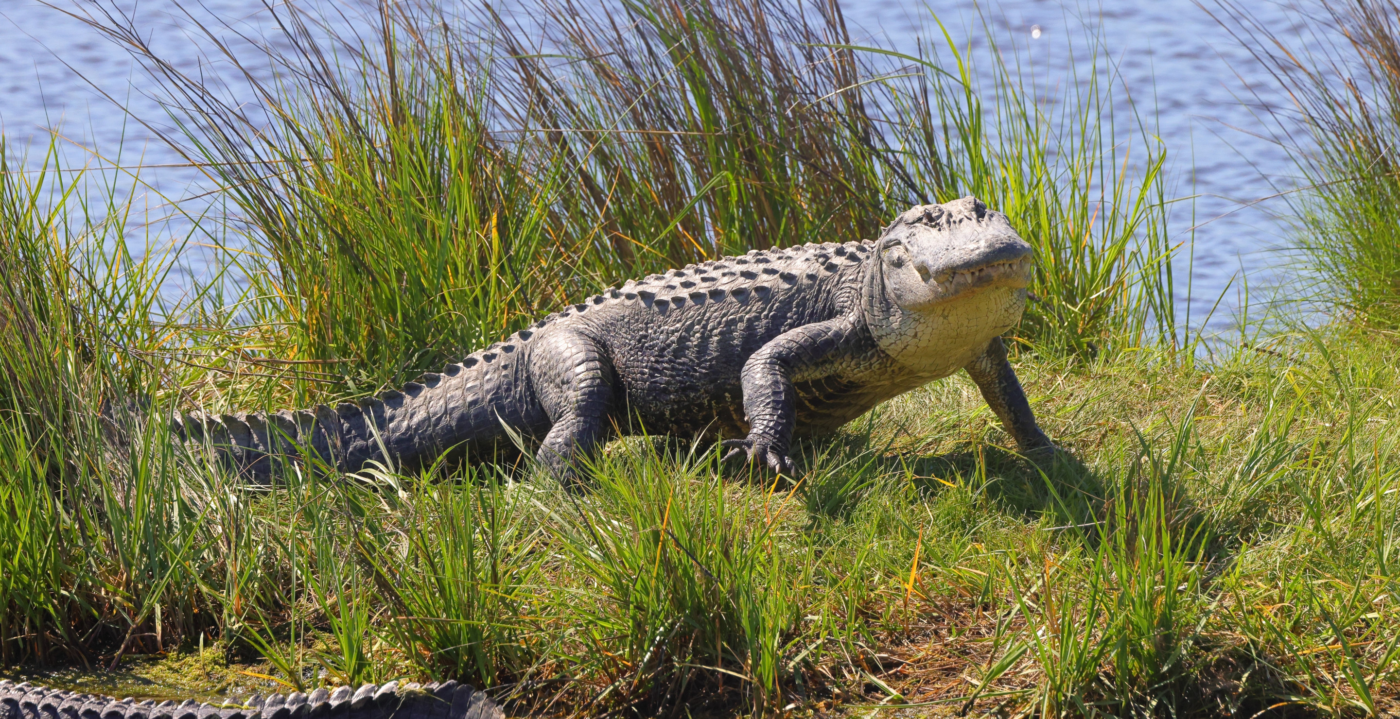 Florida Family Expecting Pizza Delivery Surprised To Find Hungry Alligator Waiting Outside ...