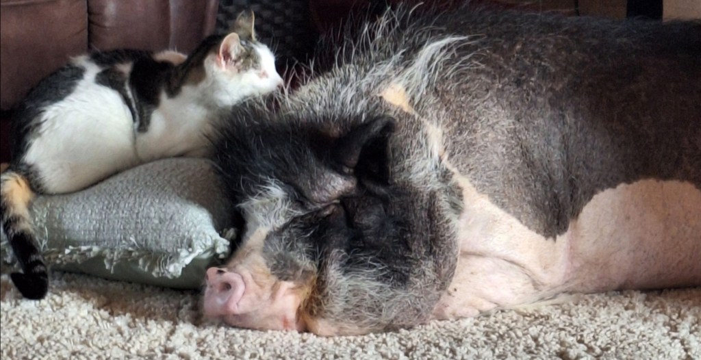 Homer The Pig, TikTok And Internet Viral Hog, Dies During Routine ...