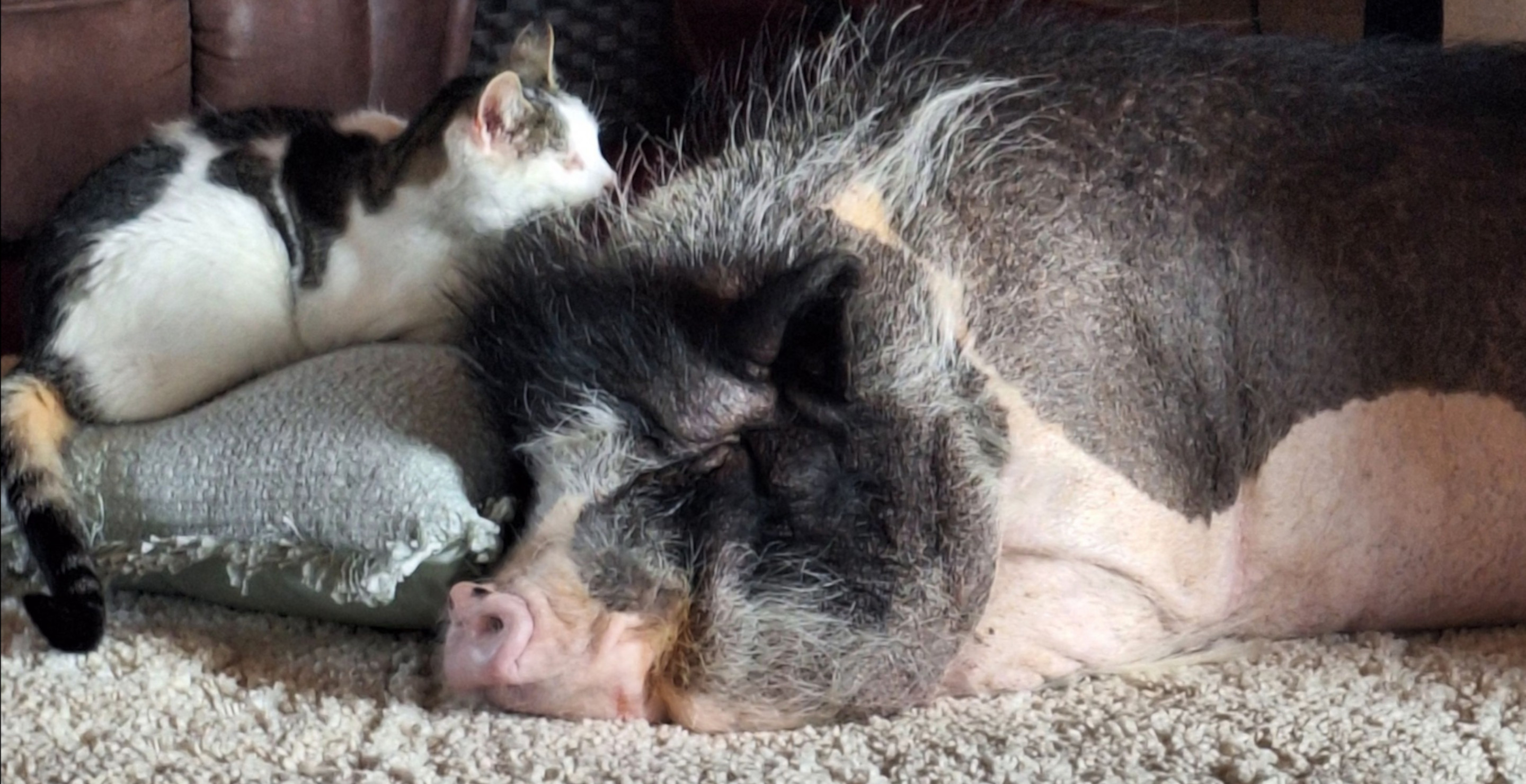 Homer The Pig, TikTok And Internet Viral Hog, Dies During Routine ...