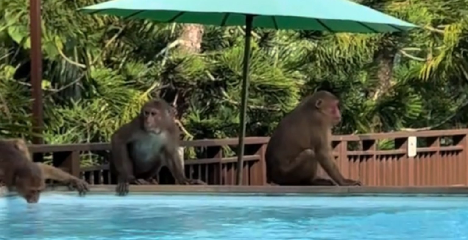 Influencer Chased Out Of The Pool By A Gang Of Angry Monkeys In Bananas ...