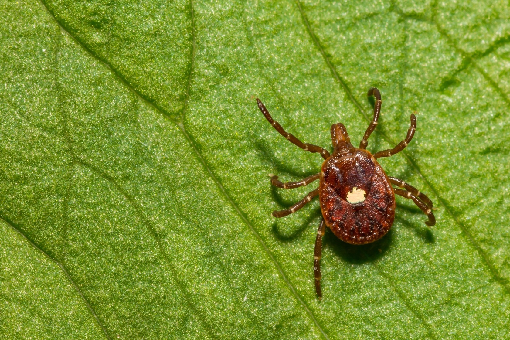 Entomologists Warn People About Two New Tick Species In Wyoming - Wide ...