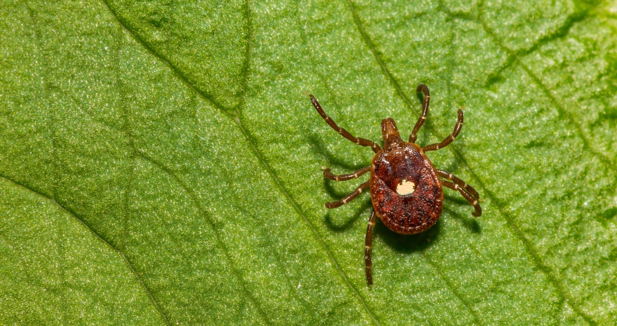 Mom Horrified To Find Tick In 9-Year-Old Son's Scalp When Tucking Him ...