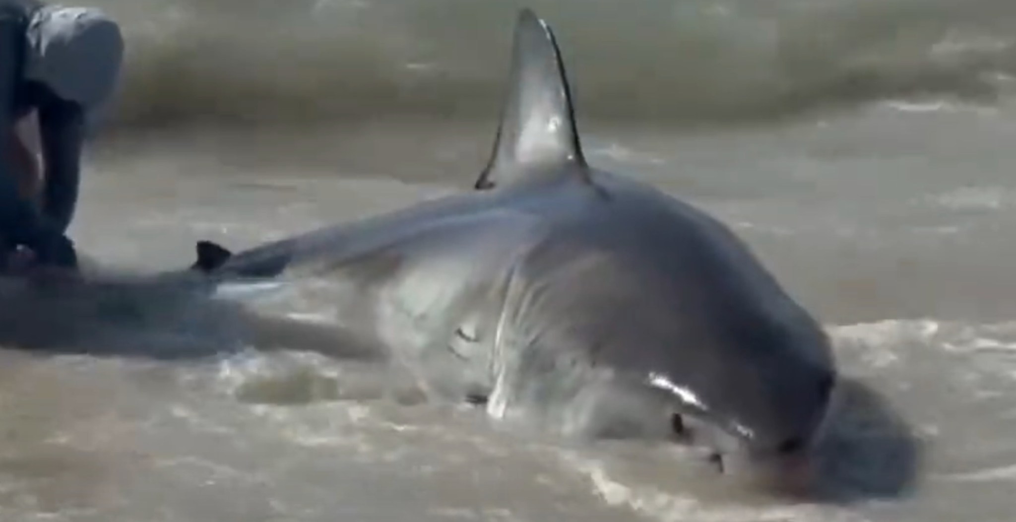 North Carolina Fishermen Risk Their Lives To Save Beached Great White Shark After Catching It ...