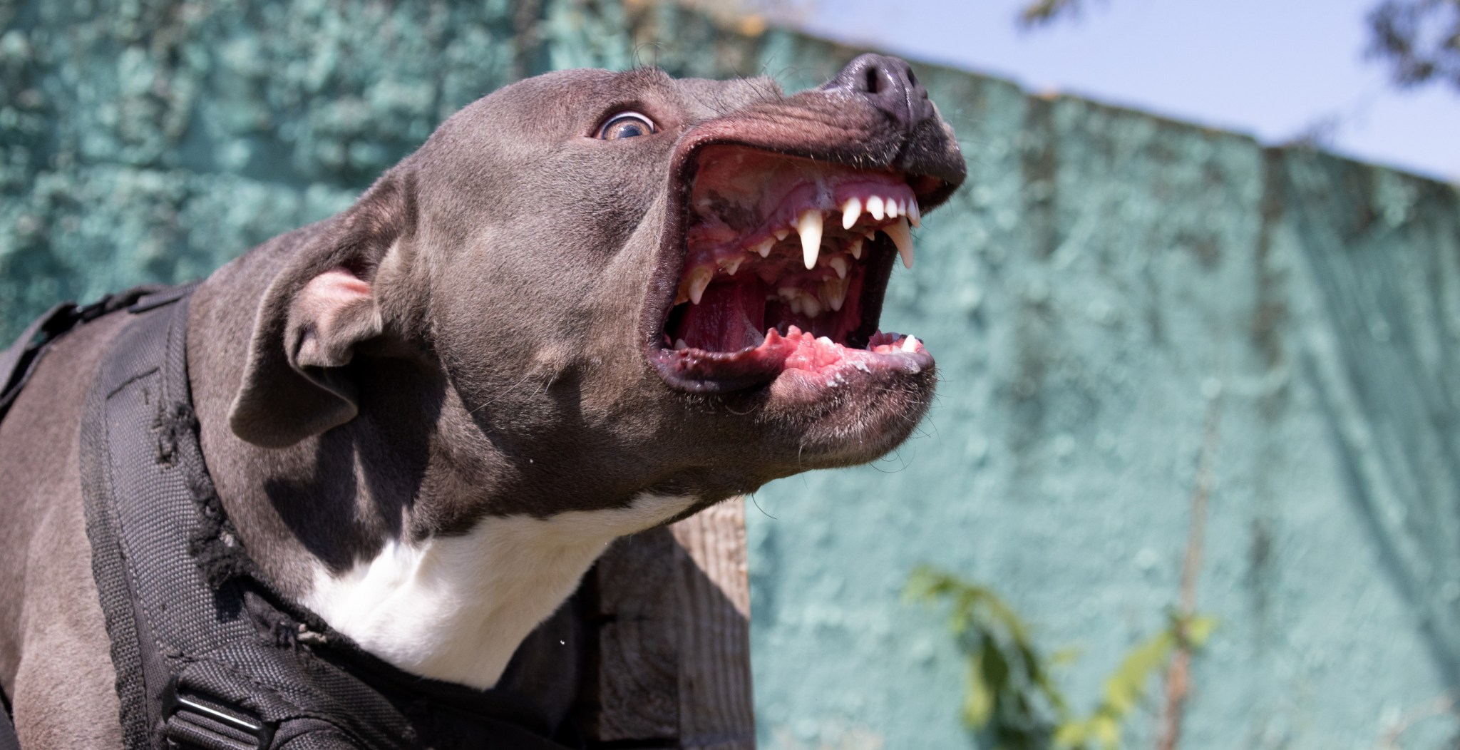 Pit Bull Attacks 76-Year-Old Woman In Her Yard And Rips Part Of Her Jaw ...