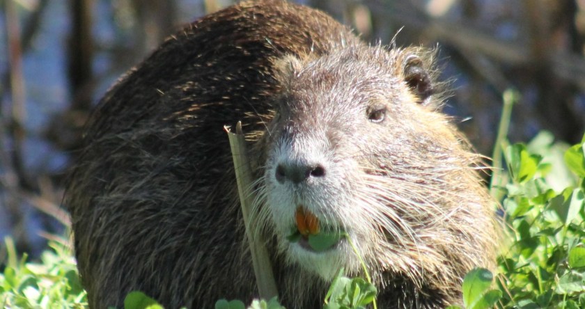 The Government Wants Us To Eat Rodents? 'Save a Swamp, Sauté a Nutria ...