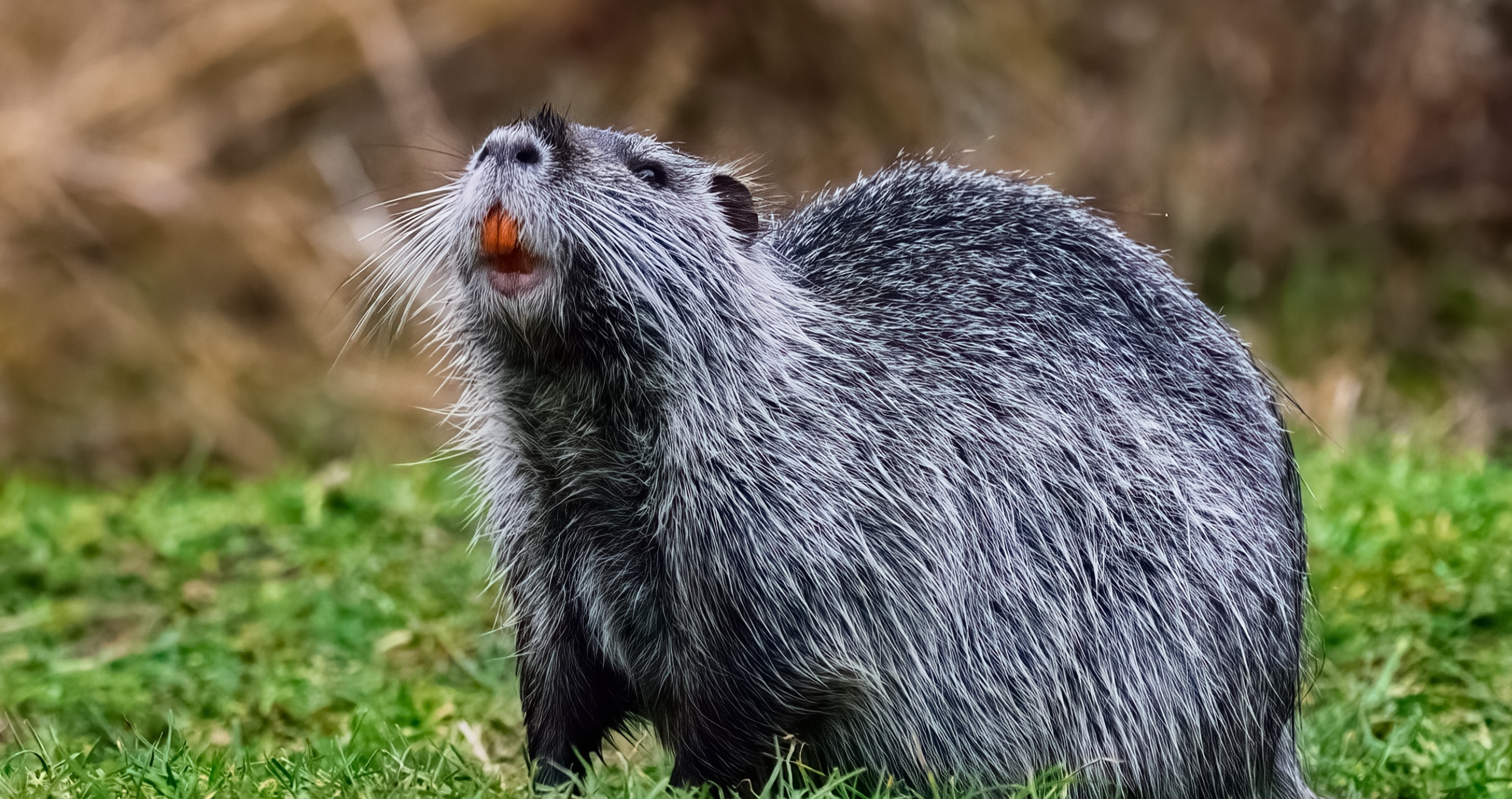The Government Wants Us To Eat Rodents? 'Save a Swamp, Sauté a Nutria ...