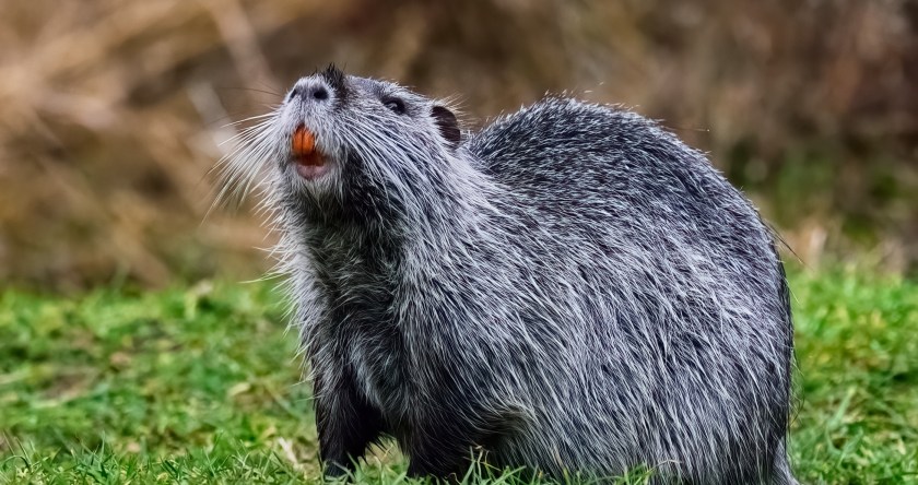 10 Invasive Species That Are Running Rampant In The South - Wide Open ...