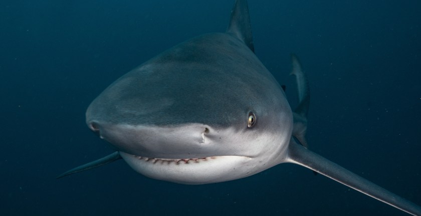 The Secret World Of Sharks: 5 Shark Facts You Didn't Know About These ...