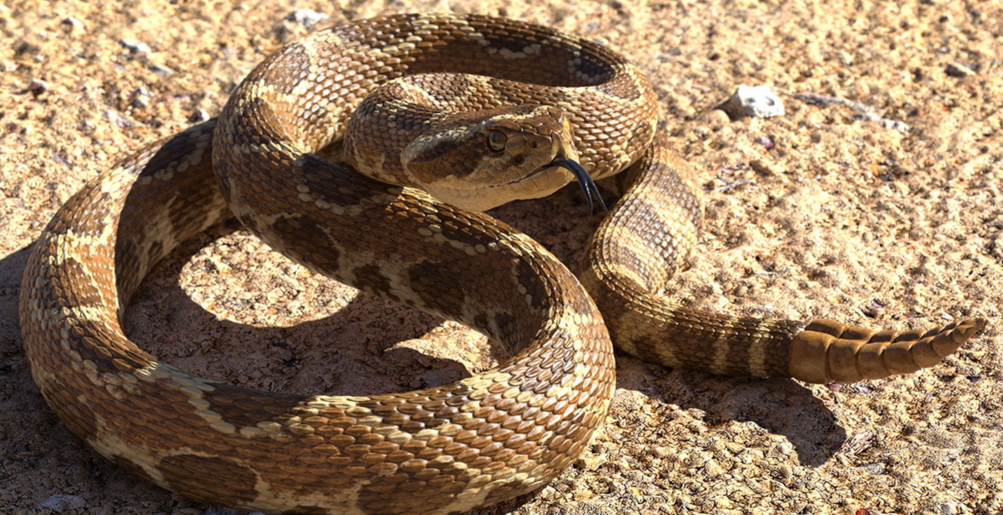 Using Common Over The Counter Medication To Treat A Rattlesnake Bite ...