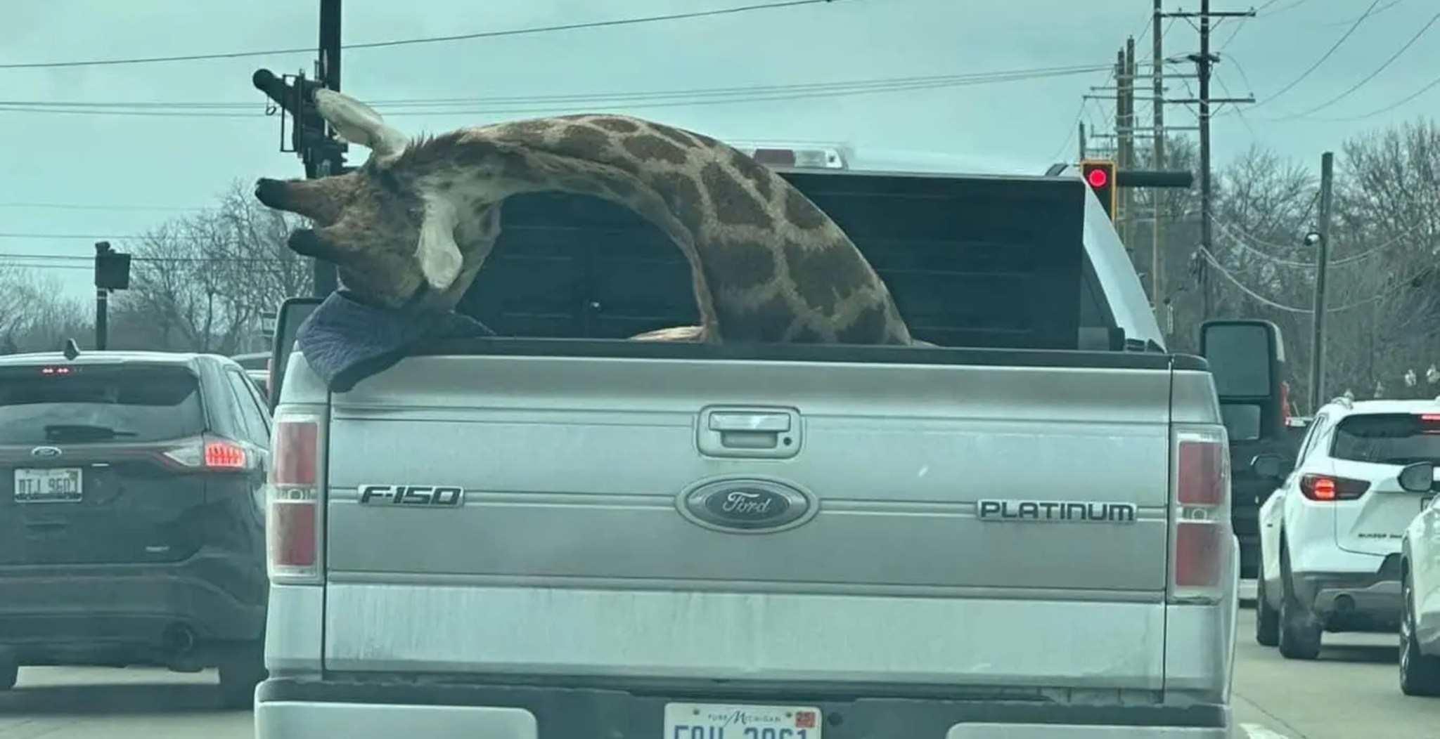 What Appears To Be Dead Giraffe On Back Up Pick-Up Truck Alarms ...