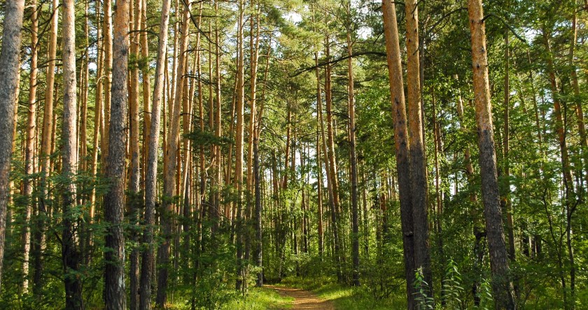 'Extinct' Rabbit Makes A Surprise Appearance In Mexico - Wide Open Spaces