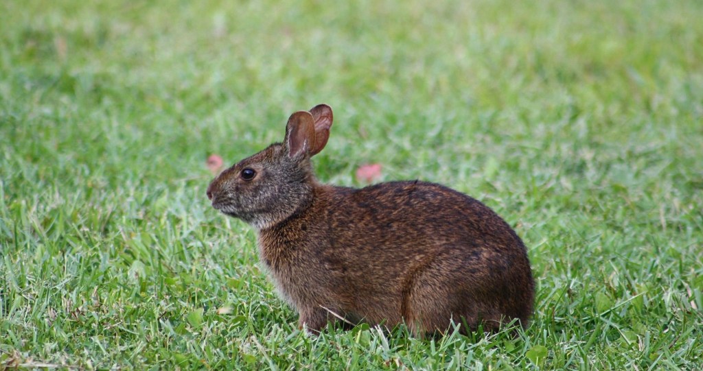 'Extinct' Rabbit Makes A Surprise Appearance In Mexico - Wide Open Spaces