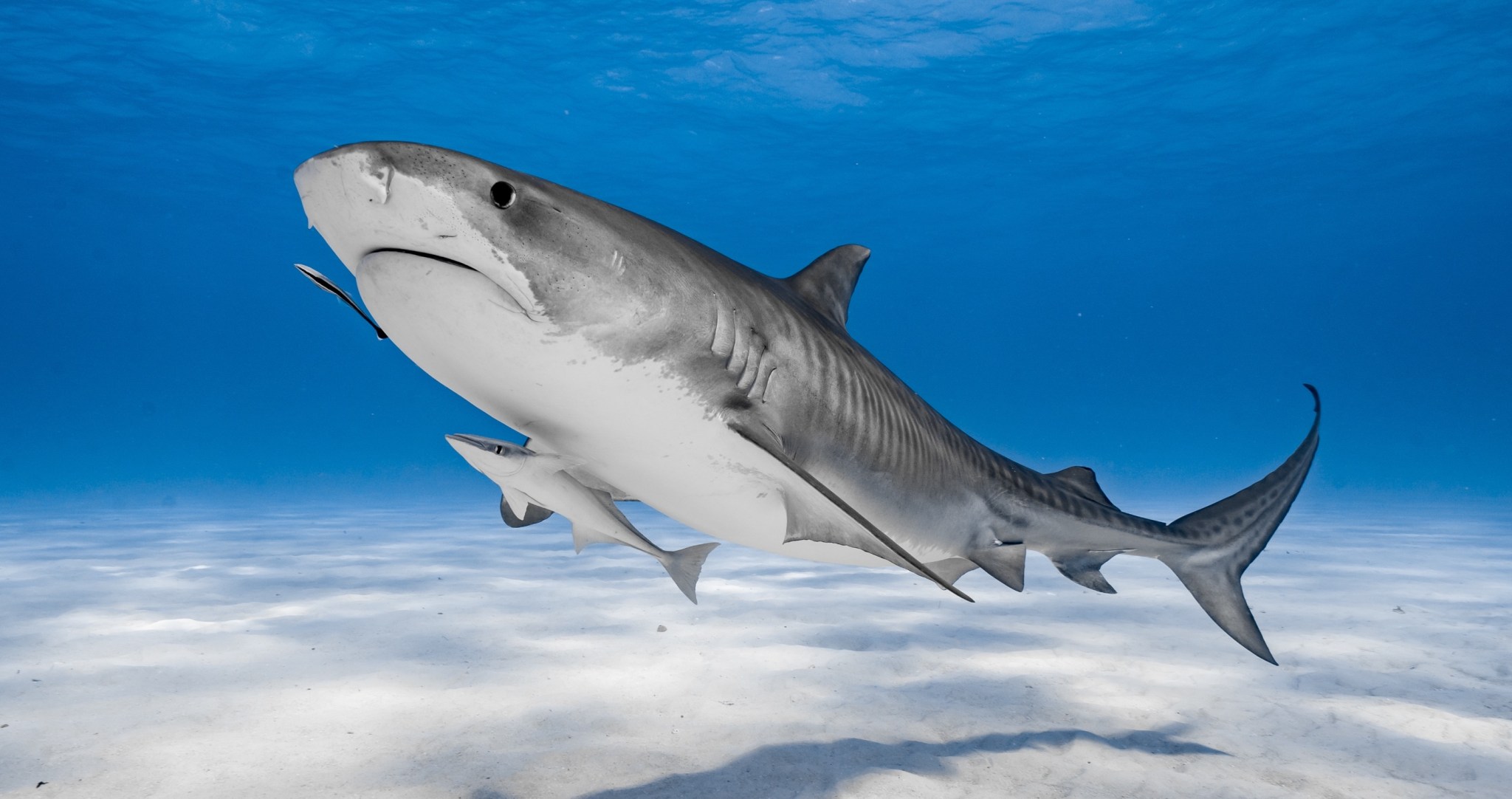 Insane Footage Shows Us Exactly What It Looks Like To Be Eaten By A Shark - Wide Open Spaces