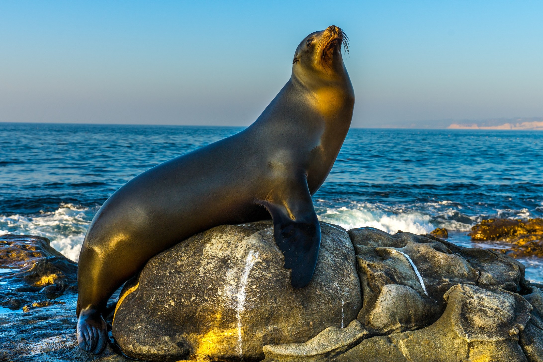 15 Of The Smartest Animals In The World - Wide Open Spaces