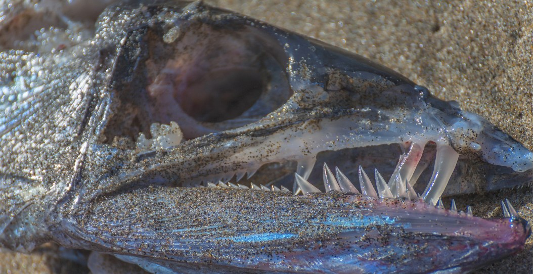 5-Foot Long Cannibal Fish Makes Rare Appearance After Washing To Shore ...