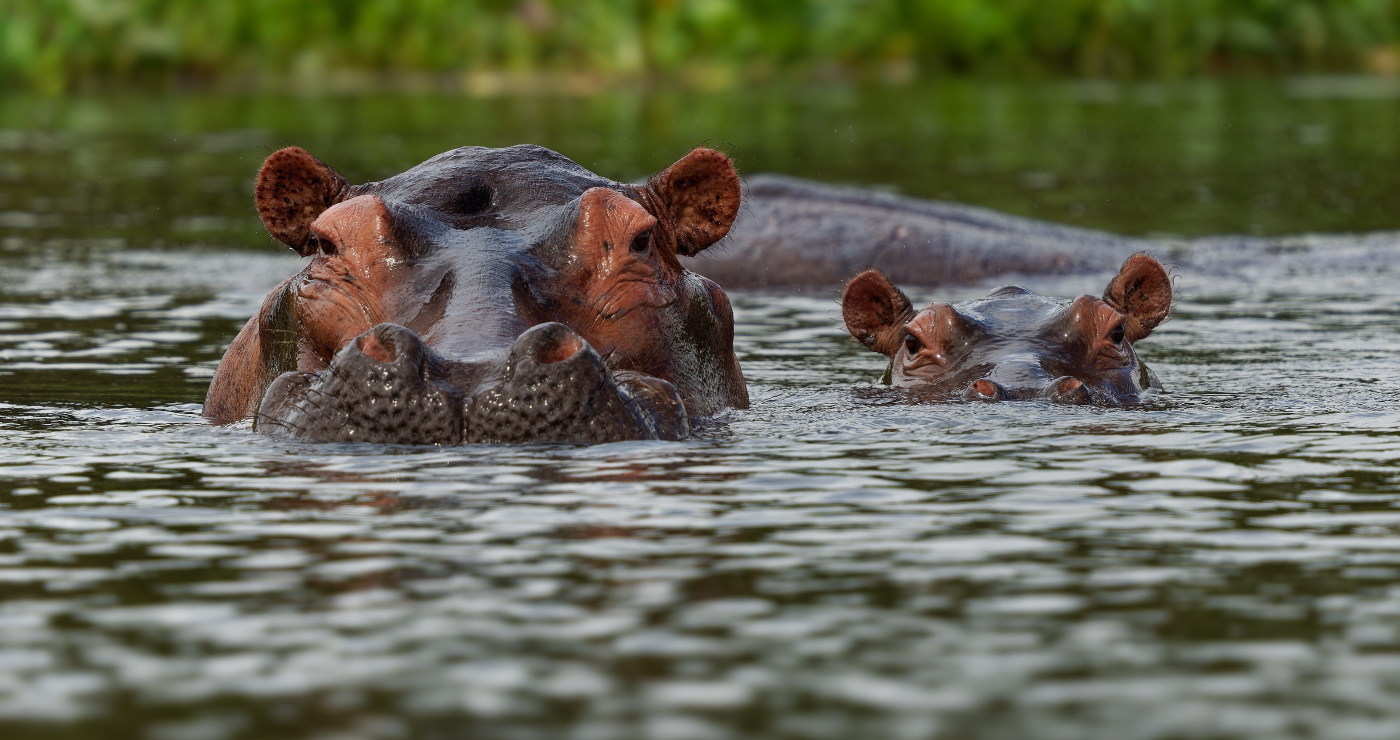Anthrax Poisoning Kills 50 Hippos At African National Park: Officials ...