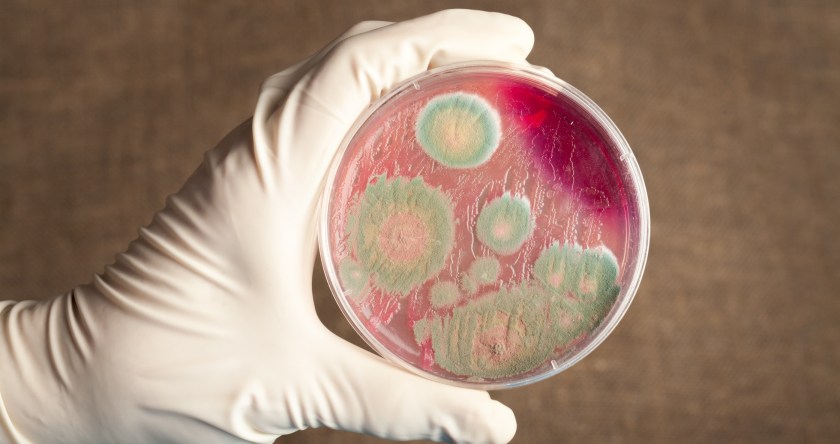 Anthrax Poisoning Kills 50 Hippos At African National Park: Officials ...