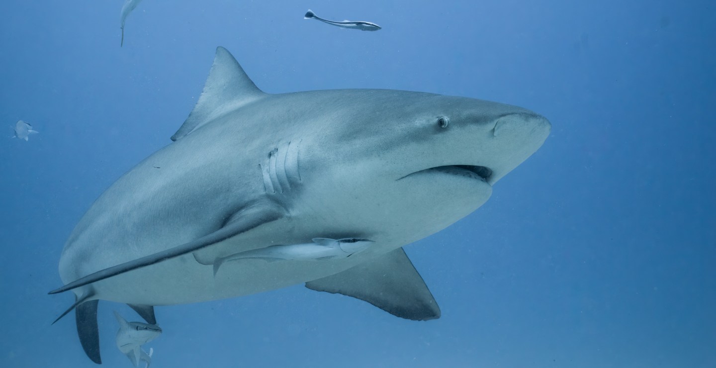 Body Of Diver Found After Getting Mauled To Death In Rare Shark Attack ...