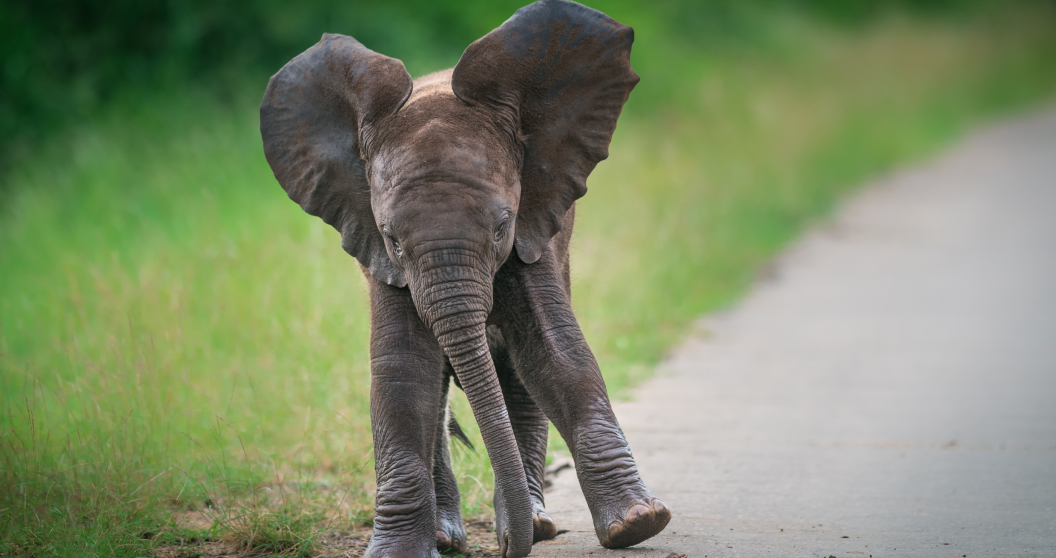 Cute But Not Cuddly: These 5 Innocent-Looking Animals Are Surprisingly ...