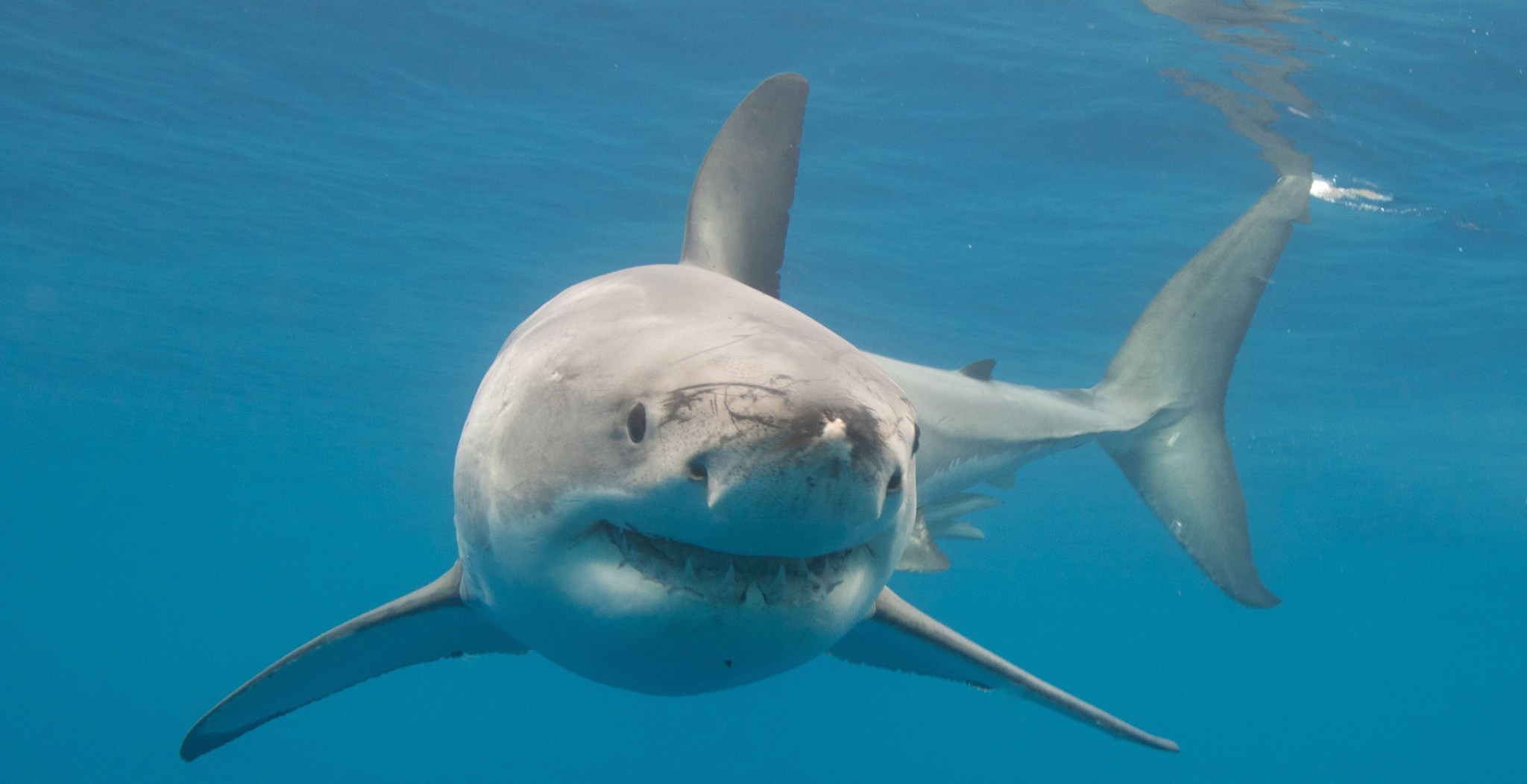 Diver Is Feared Dead After Being Mauled By Shark As Beachgoers Are ...