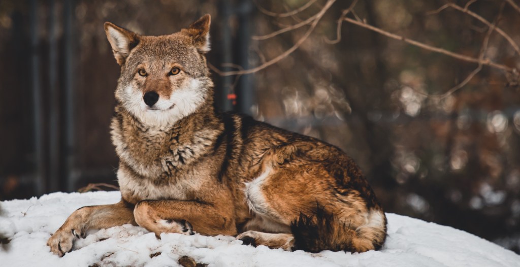 Endangered Species Threatened By Proposed Change To Law That Wouldn't ...