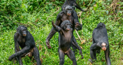 Female Apes Band Together To Scare Off Aggressive Males: Talk About ...