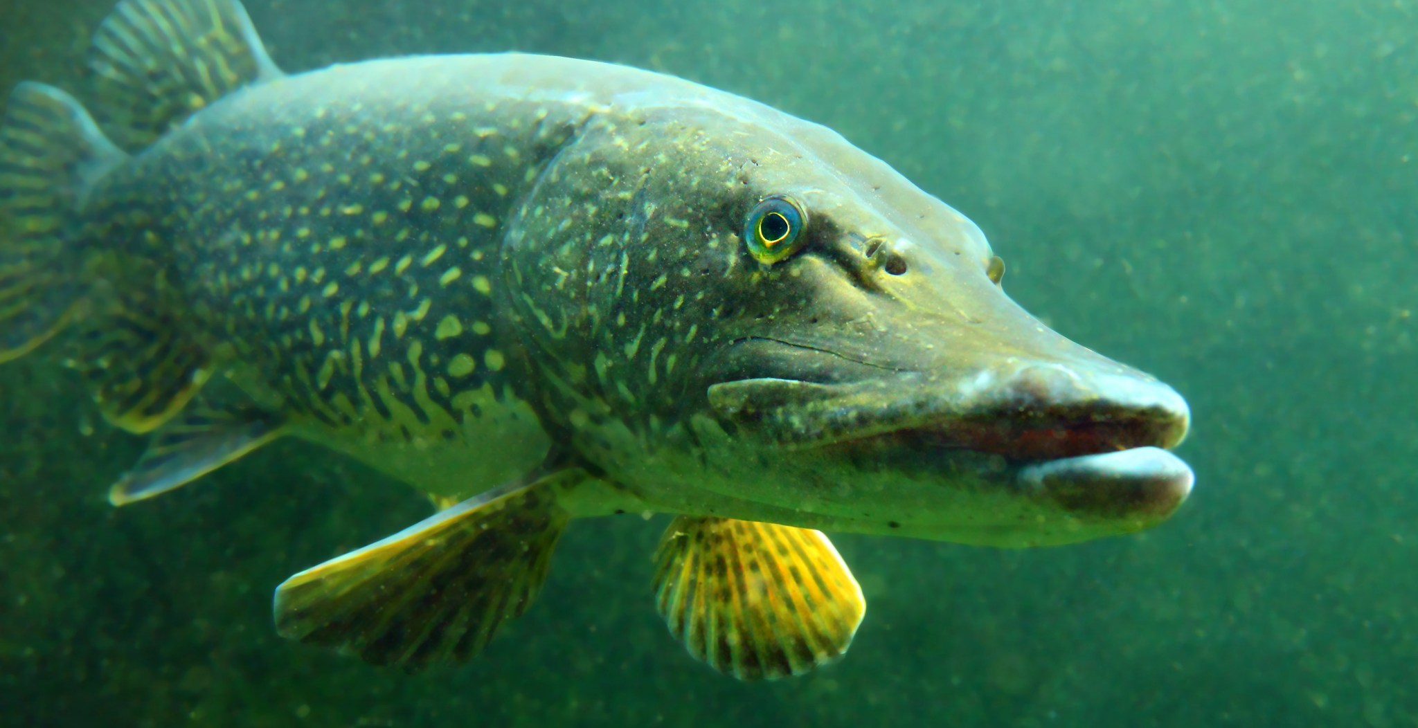 Fisherman Spent His Entire Life Trying To Catch A 6-Footer — Became A ...