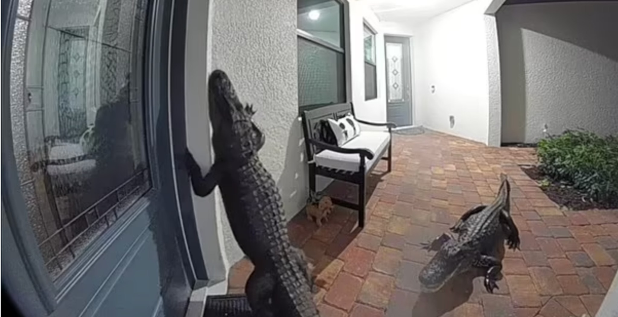 Florida Home Owners Surprised To Find Two Massive Alligators Ringing ...