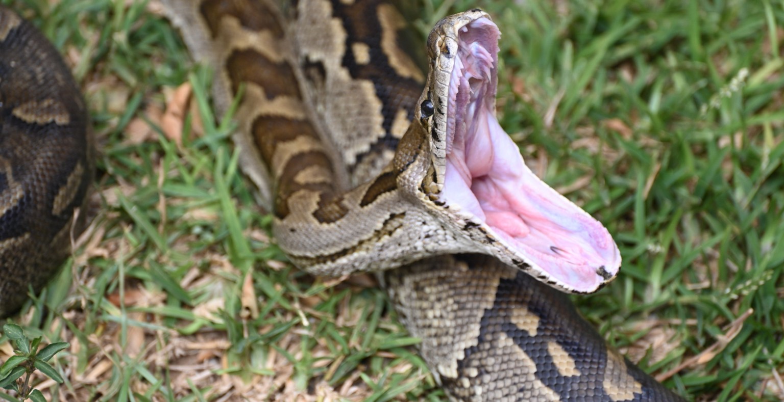 Grandmother Swallowed Alive By Giant Python, Family Slice Open Bulging ...
