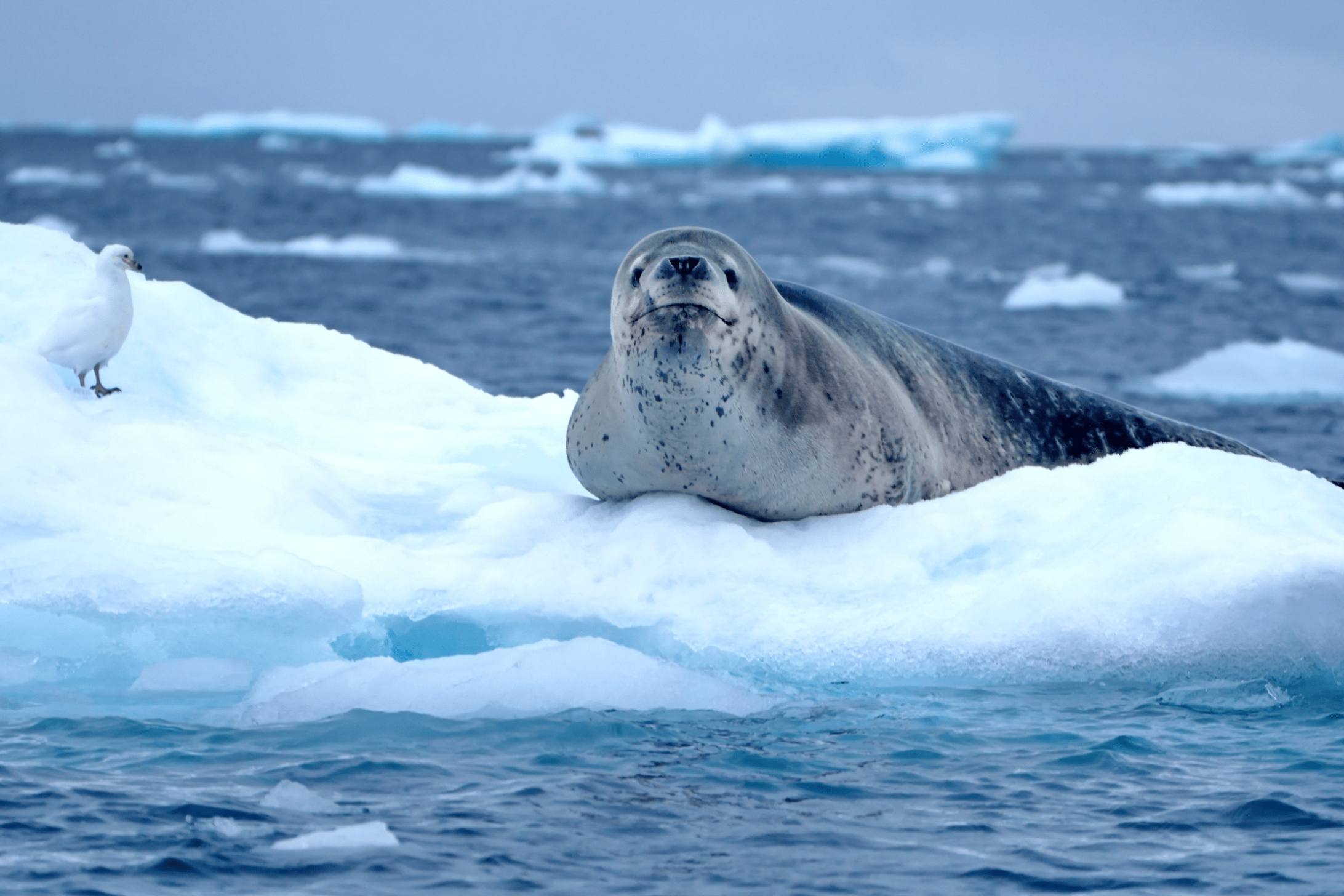 Cute But Not Cuddly: These 5 Innocent-Looking Animals Are Surprisingly ...