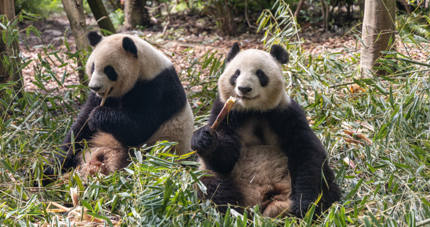 Cute But Not Cuddly: These 5 Innocent-Looking Animals Are Surprisingly ...