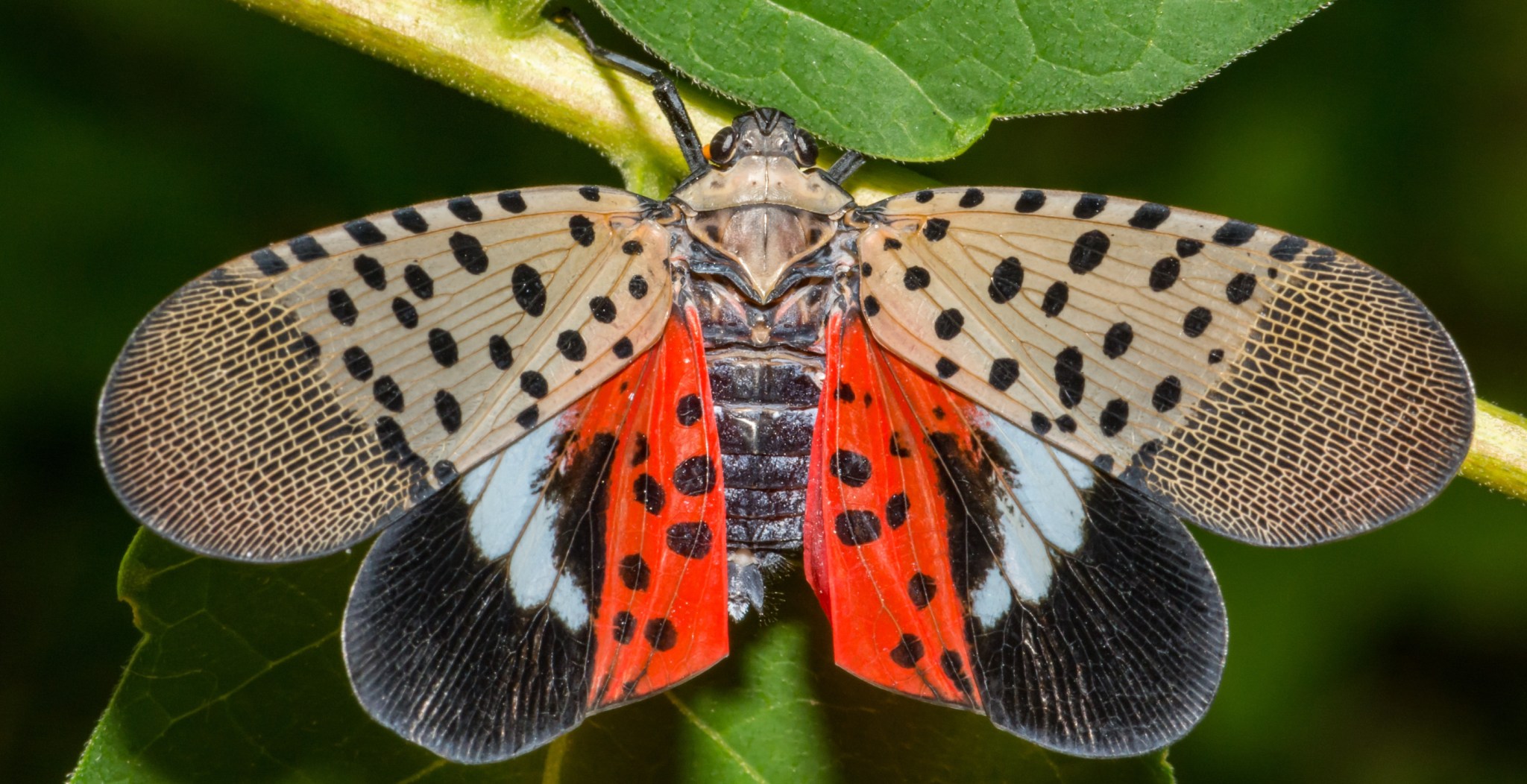 Invasive Insects Have Already Invaded 17 States And Are A Real Summer ...