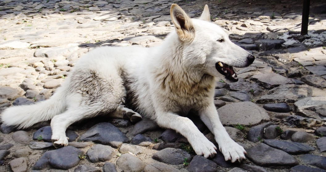 Is This Game Of Thrones Or Real Life? Dire Wolves Have Made A Comeback ...