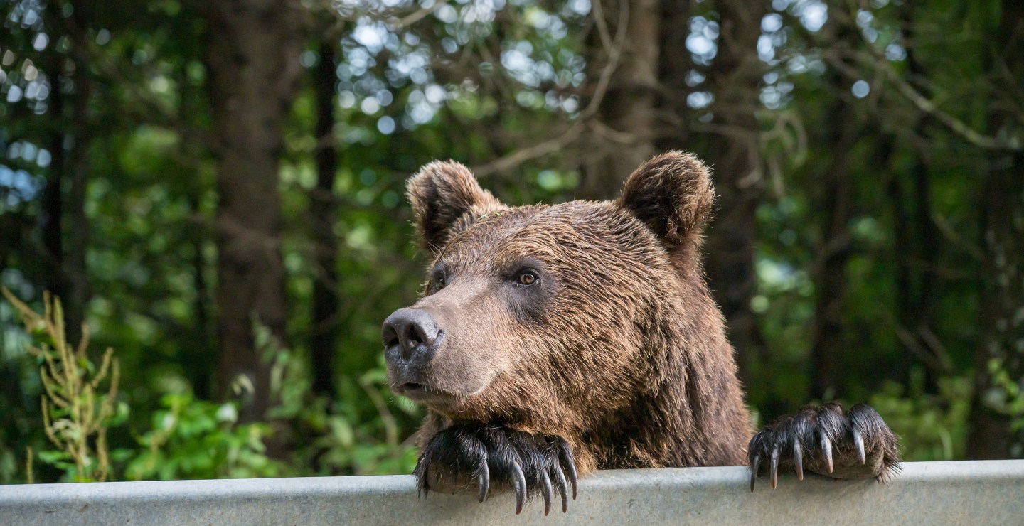 Large Bear Terrifies Mall Shoppers By Sprinting Through Parking Lot ...
