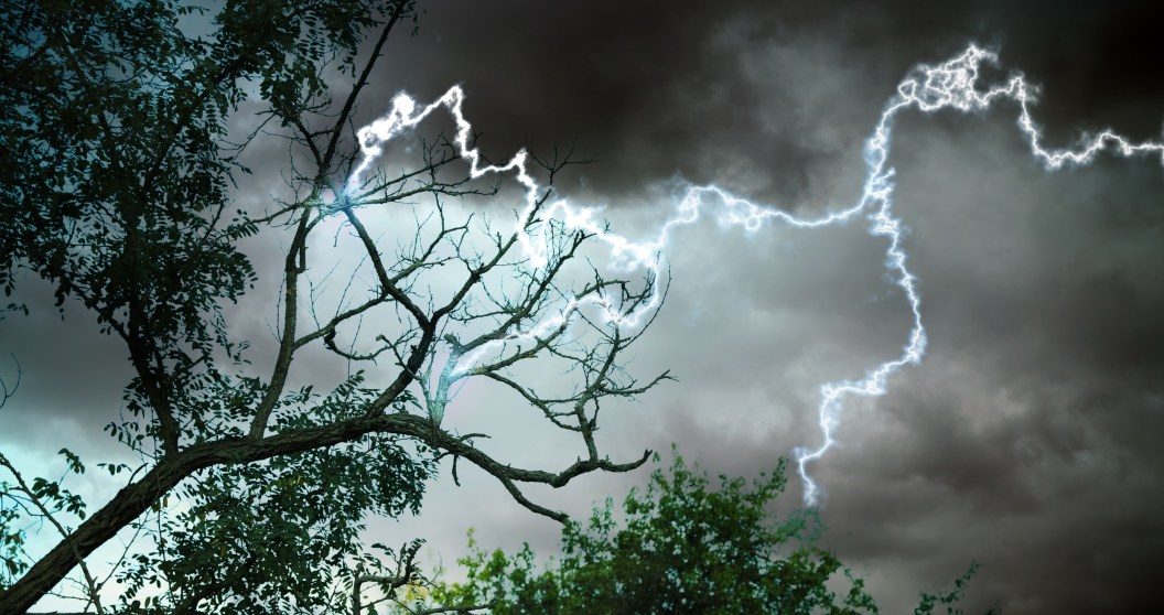 This Tropical Tree Can Wield Lightning? Find Out How It Uses These ...