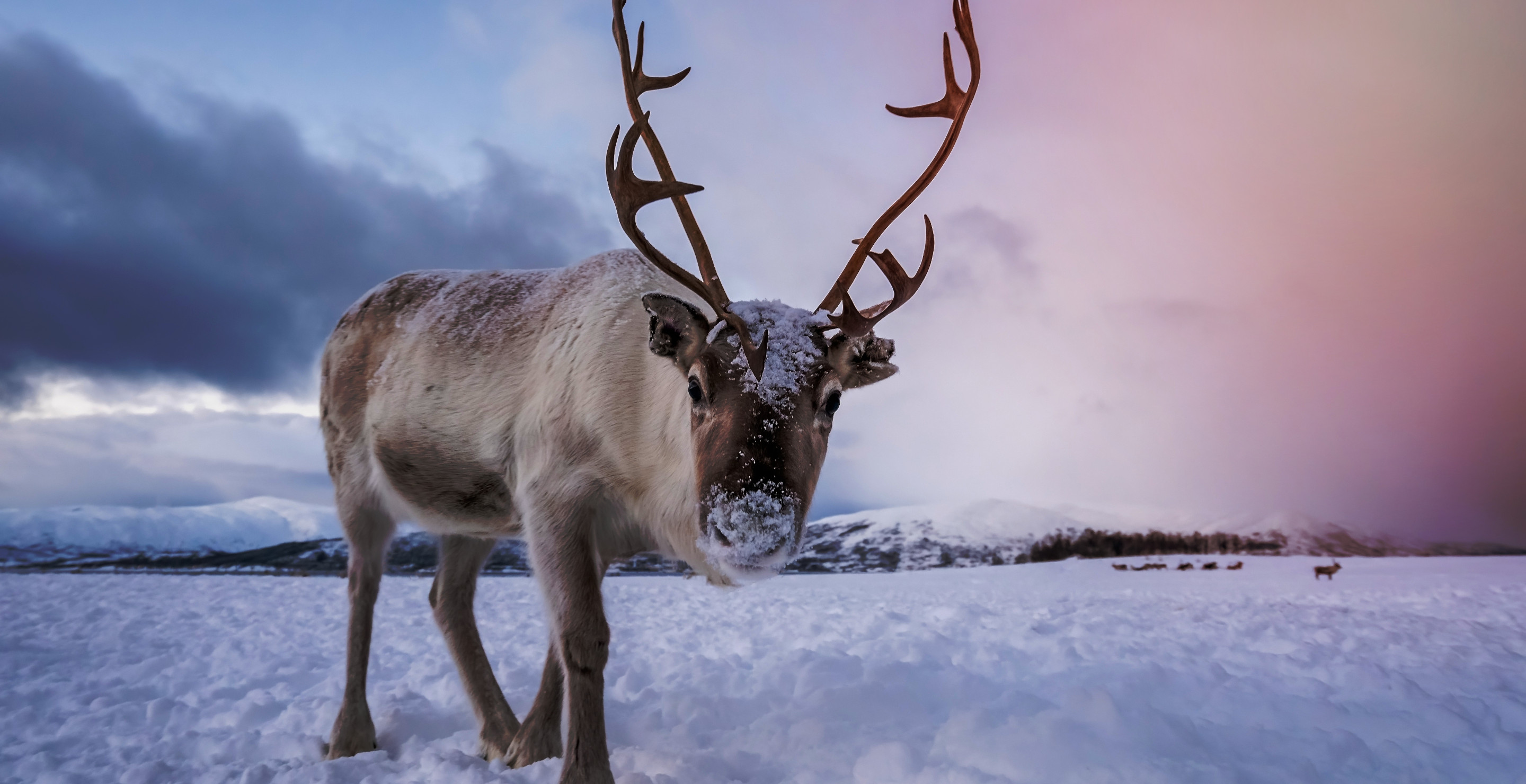 Reindeer Dies After Masked Person Douses The Animal In A Mysterious ...
