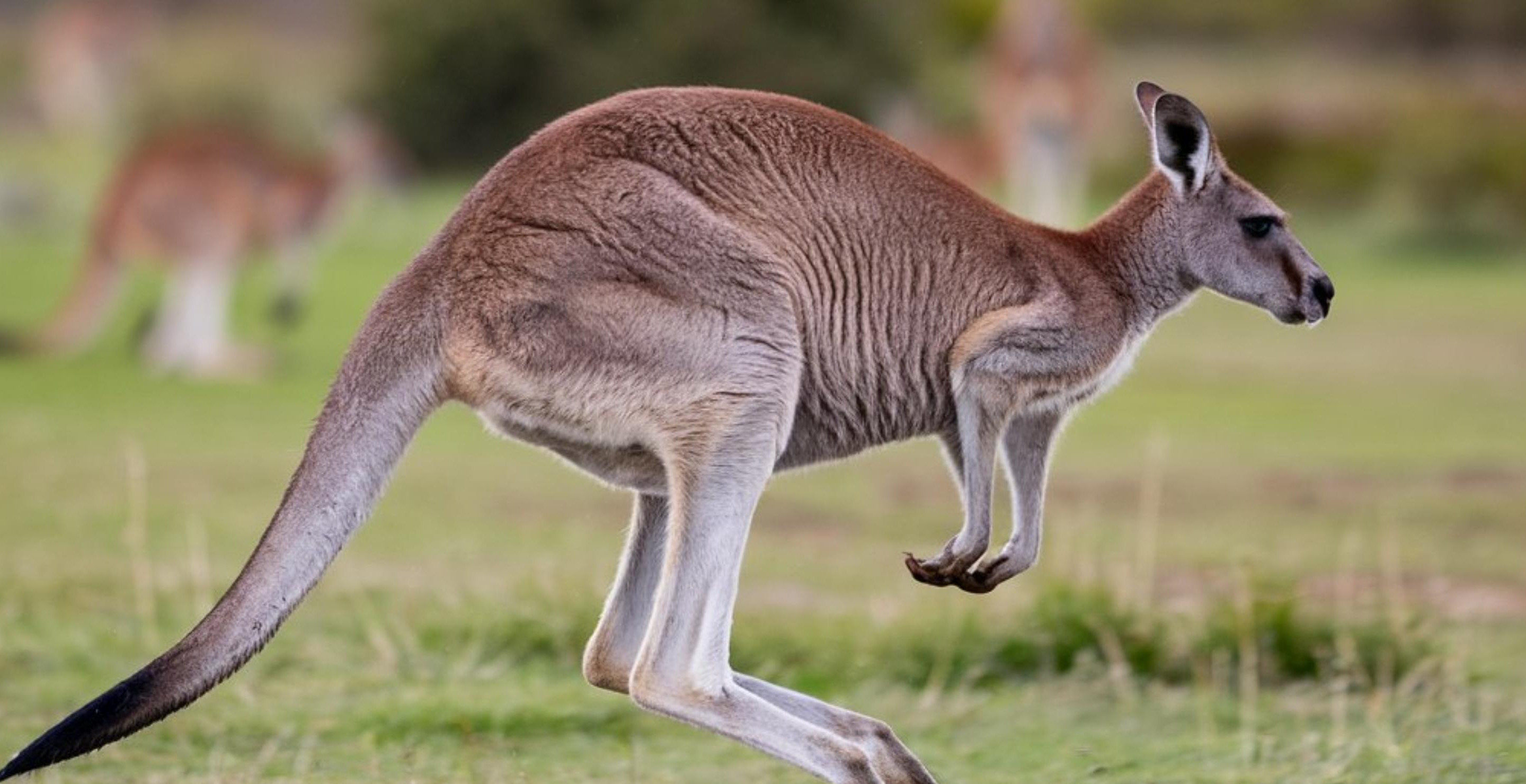 Runaway Kangaroo Causes Massive Car Collision In Alabama - Wide Open Spaces