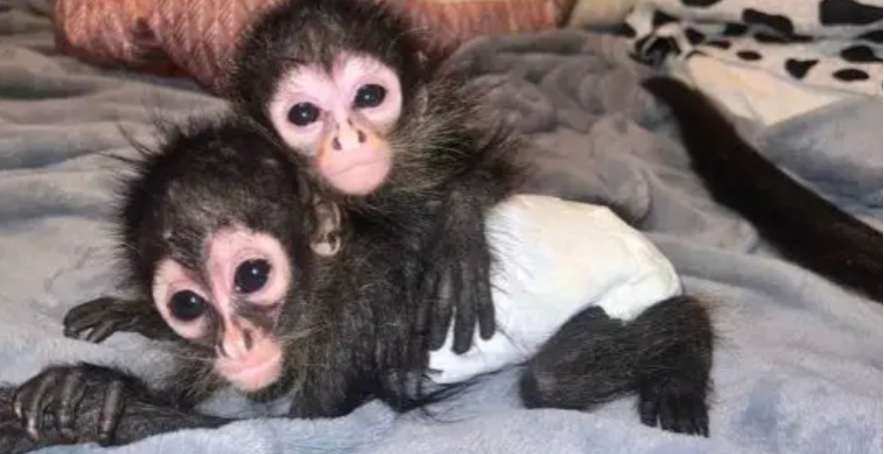 Texas Man Arrested For Smuggling Spider Monkeys And Trying To Sell Them ...