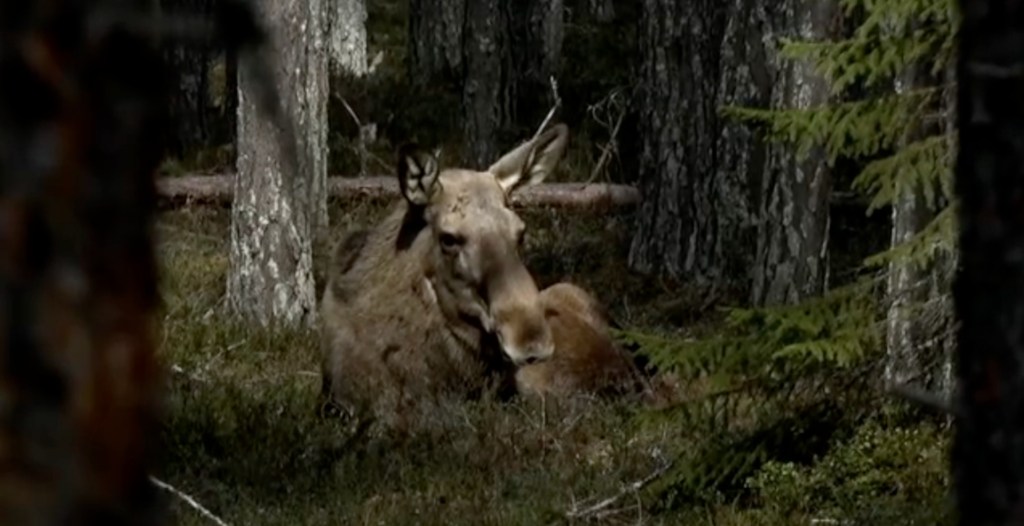 The Hottest New Reality TV Show Of The Spring Is A Livestream Of Moose ...