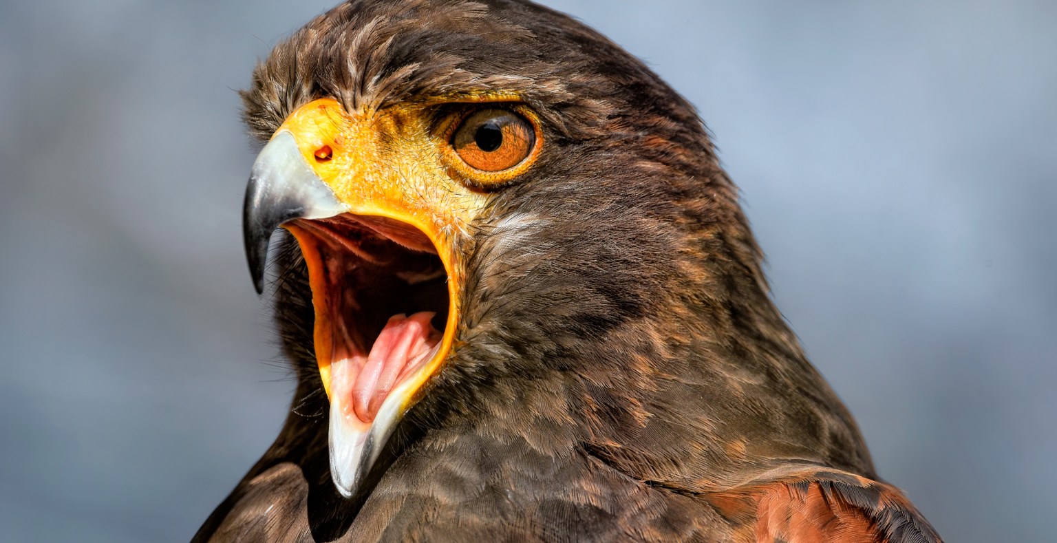 Town Terrorized For Month By Aggressive Hawk That Put One Man In The ...