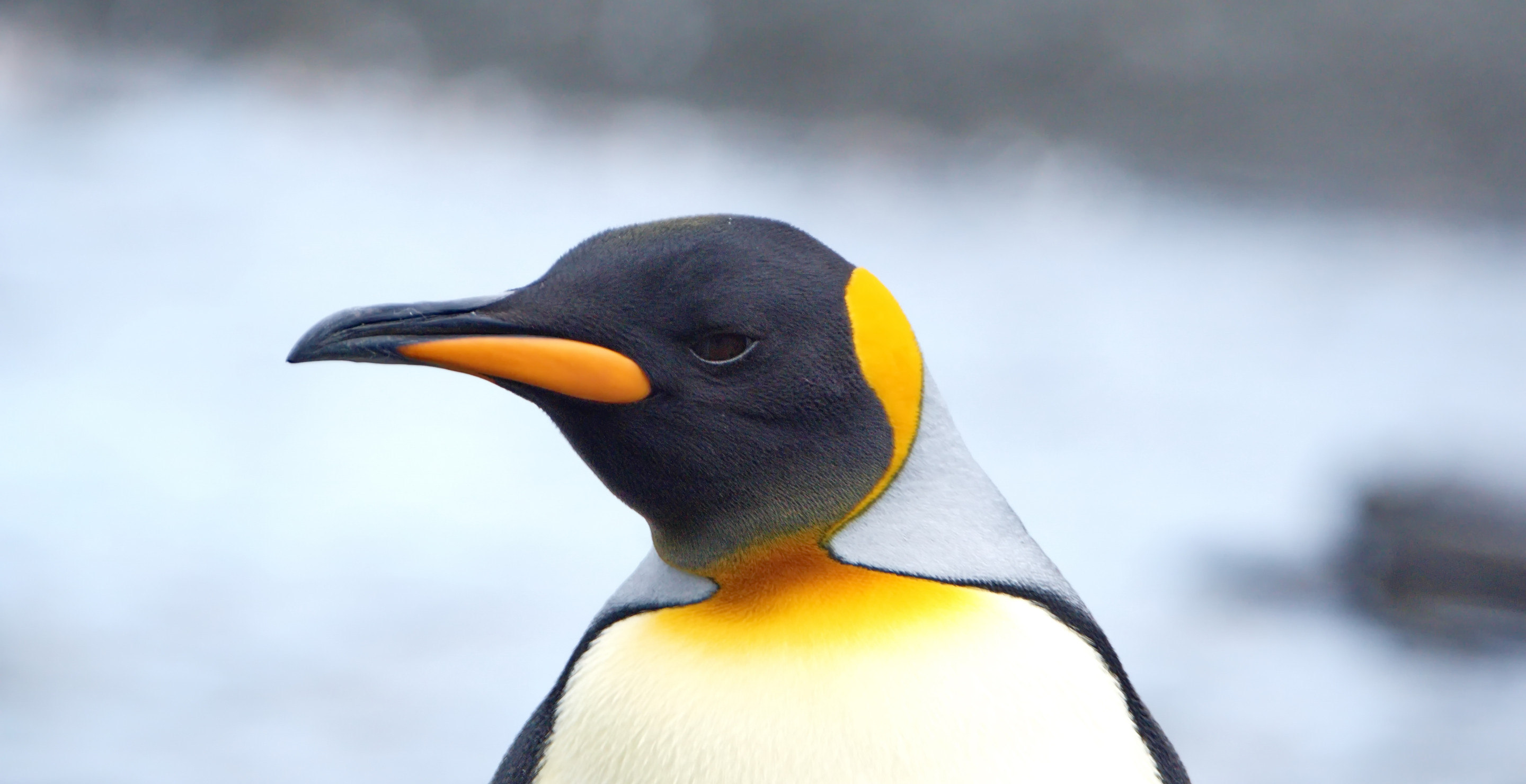 Unsecured Penguin Blamed For Causing A Helicopter To Crash - Wide Open ...