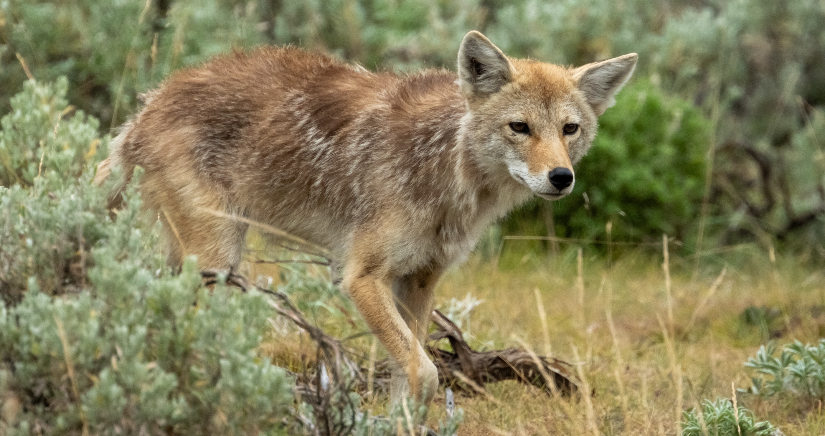 Yellowstone's Infamous Coyote Con Artist Strikes Again: Meet Limpy - Wide Open Spaces